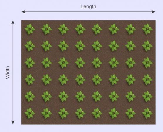 PLANT CALCULATOR [How Many Plants Per Square Foot?]